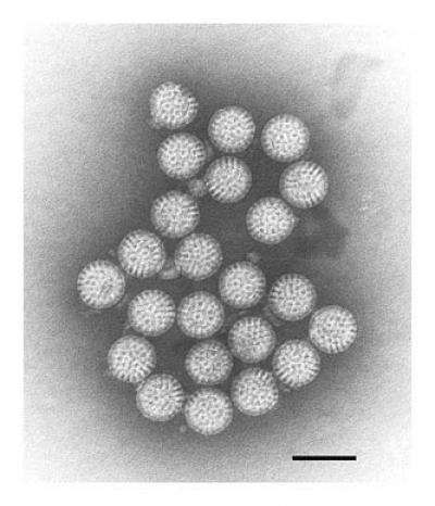 Rotavirus Epidemics Predicted by Birth Rates | EurekAlert!