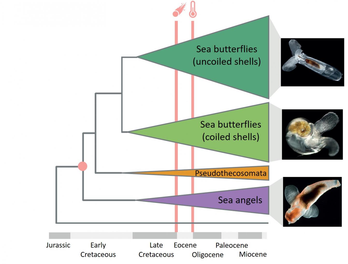 Evolutionary History of Pterop [IMAGE] | EurekAlert! Science News Releases