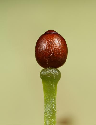 How Exploding Moss Launches Its Spores (8 of | EurekAlert!