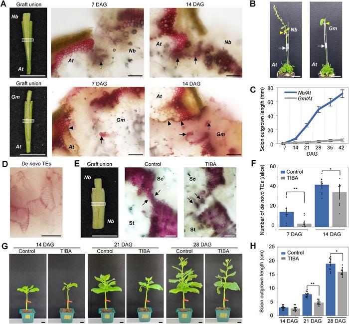 Elucidating xylem reconnection mechanisms in | EurekAlert!