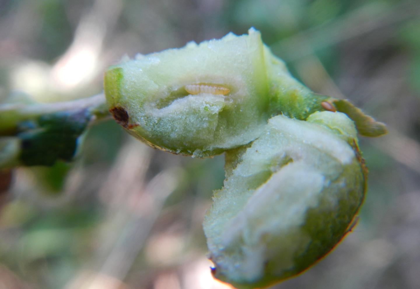 Fly Larvae in a Gall [IMAGE] | EurekAlert! Science News Releases