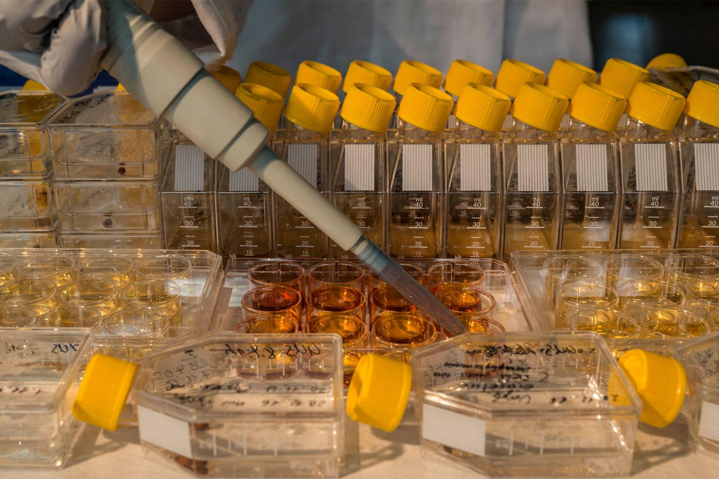 Simple Ecosystem [IMAGE] | EurekAlert! Science News Releases