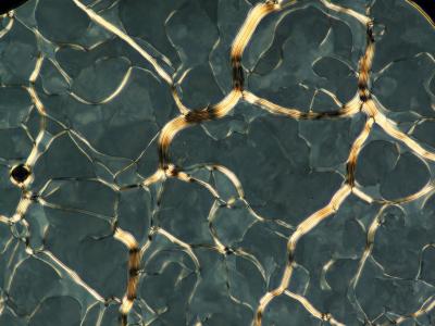 Liquid Crystal Phases from Short Rods 1 (of 7 | EurekAlert!