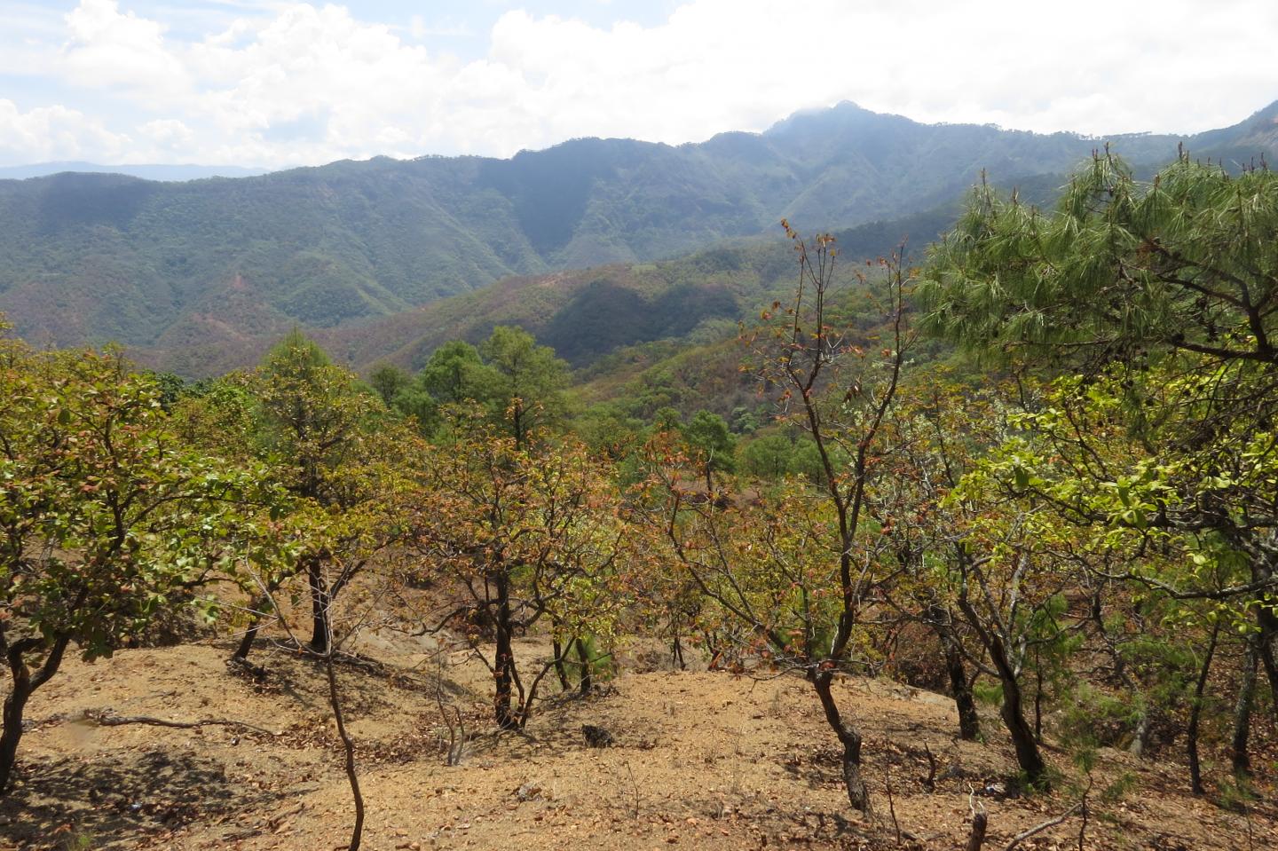 American oaks share a common northern ancesto | EurekAlert!