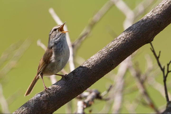 Japanese Bush-Warbler [IMAGE] | EurekAlert! Science News Releases