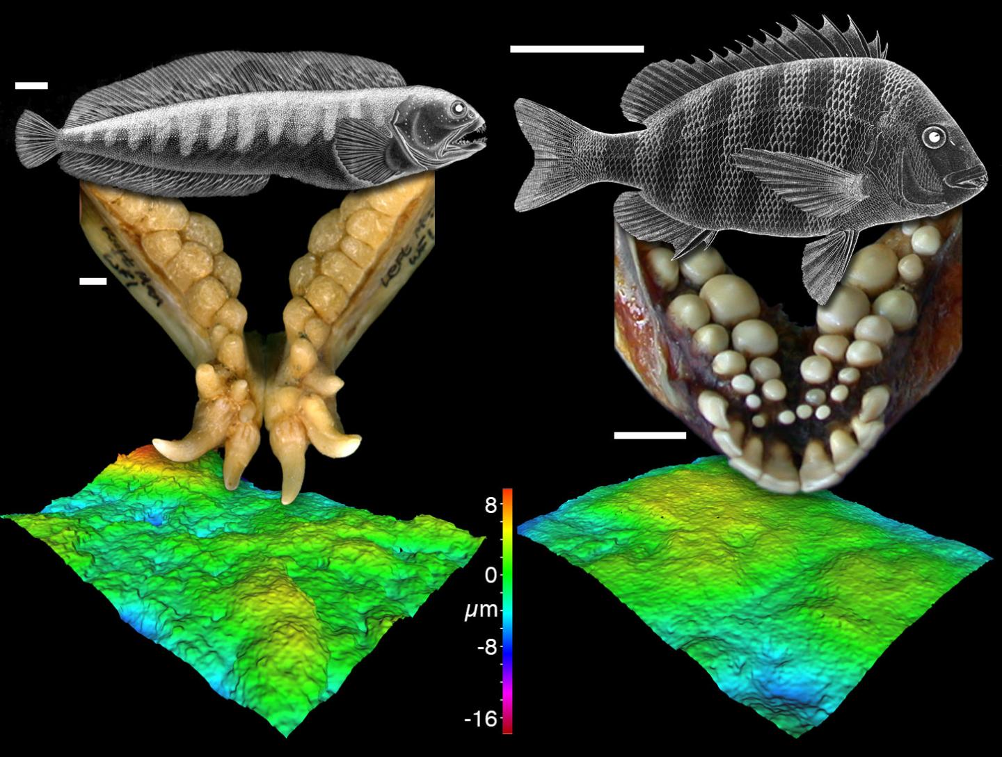 Sheepshead Seabream and Atlant [IMAGE] | EurekAlert! Science News Releases