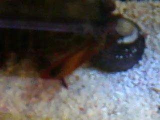 Peacock Mantis Shrimp Hammers Away Without Fa | EurekAlert!