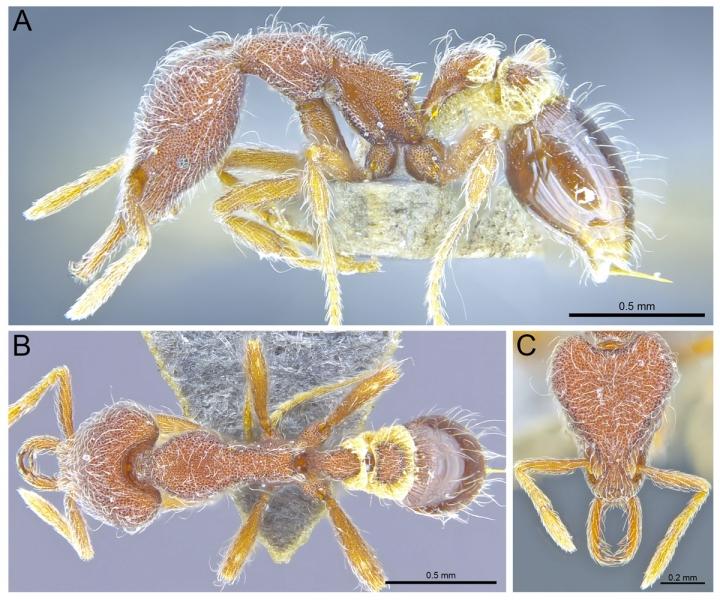 Thirteen new ant species discovered in Hong K | EurekAlert!