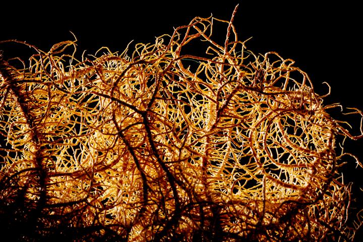 Fire-spawned forest fungi hide out in other o | EurekAlert!