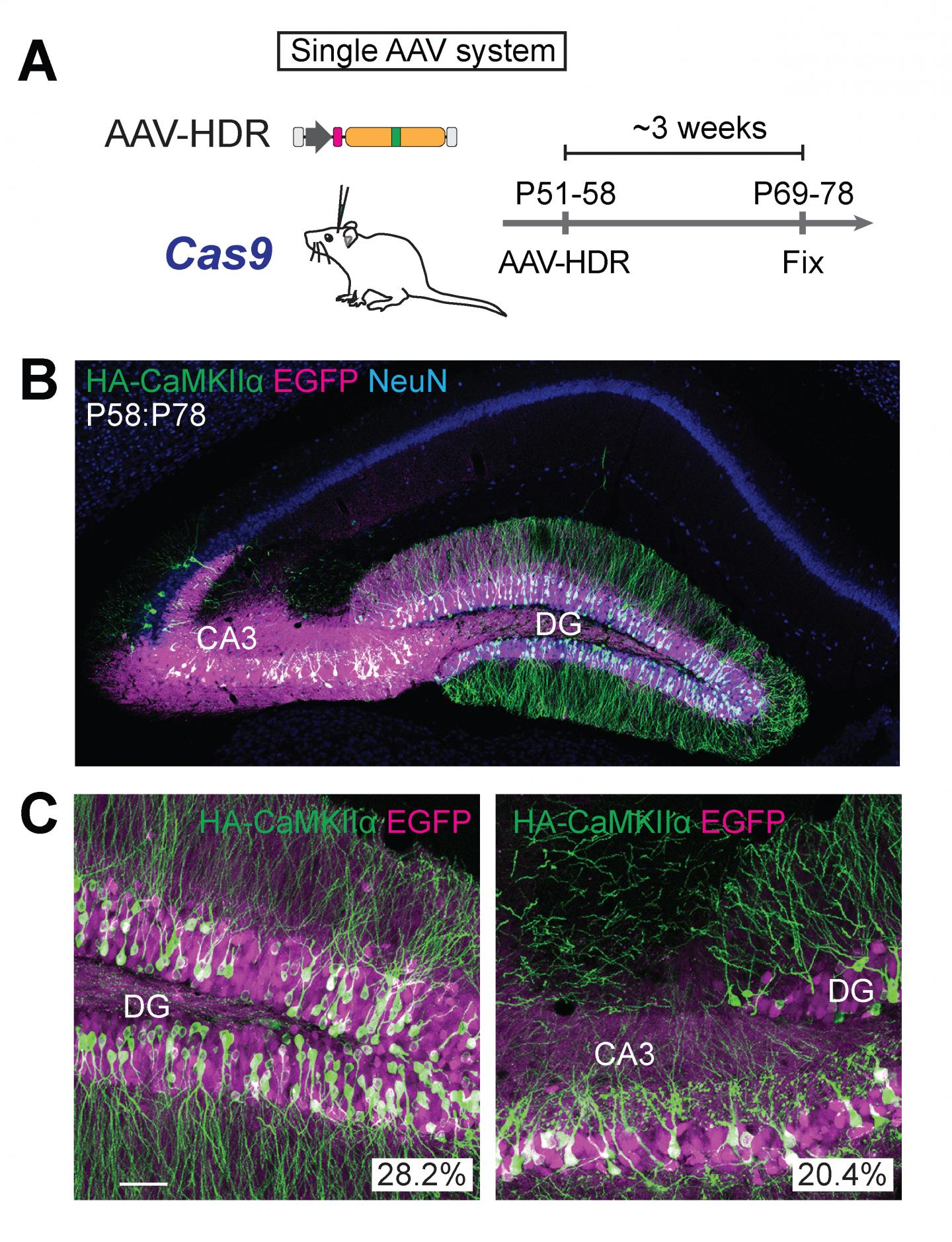 Single AAV Systems for HDR-Med [IMAGE] | EurekAlert! Science News Releases