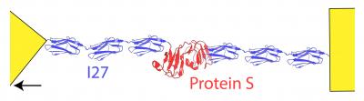 Protein Setup [IMAGE] | EurekAlert! Science News Releases