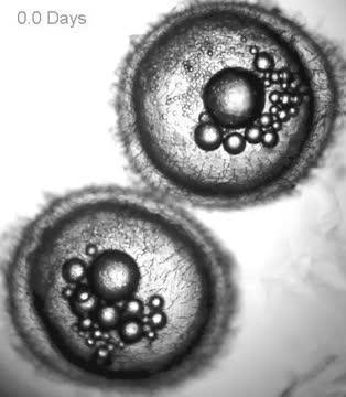 Support Cells in the Brain Promote Longevity | EurekAlert!