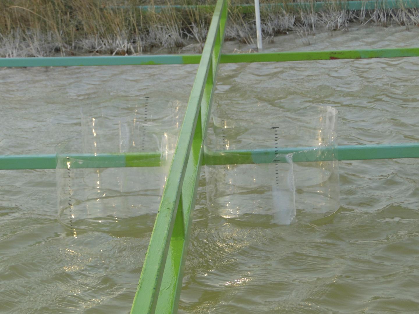 Clear Cylindrical Enclosures [IMAGE] | EurekAlert! Science News Releases