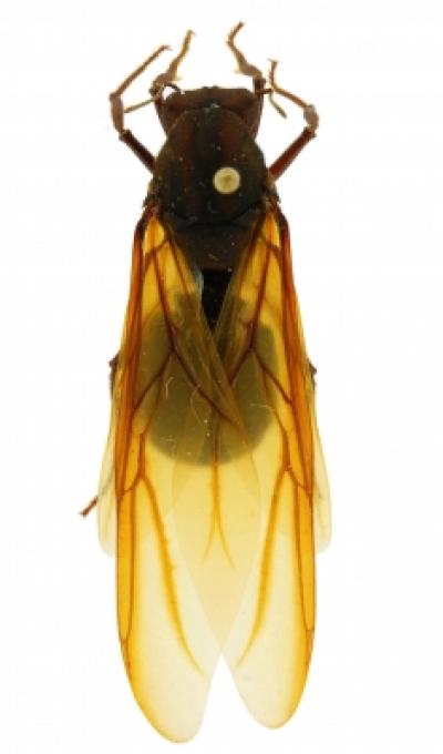 Leafcutter Ant Queen [IMAGE] | EurekAlert! Science News Releases