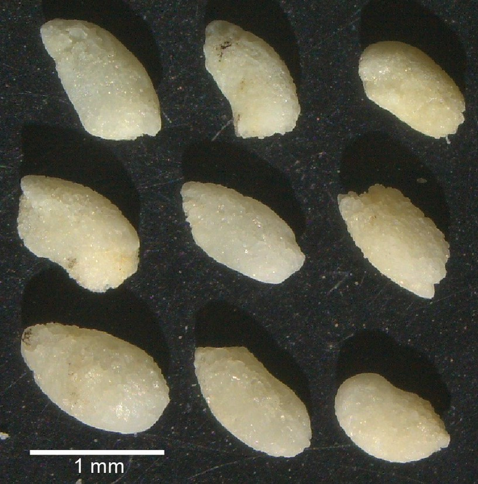 Ice Age Temperatures and Precipitation Reconstructed from Earthworm ...