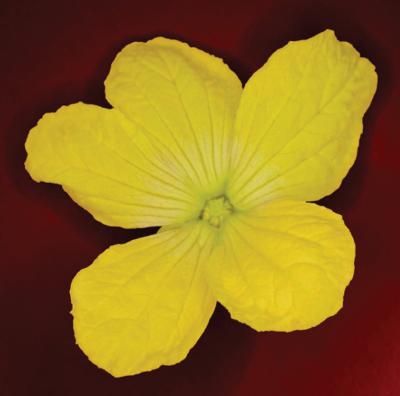 The Reproductive Life of Melon Plants | EurekAlert!