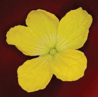 The Reproductive Life of Melon Plants | EurekAlert!