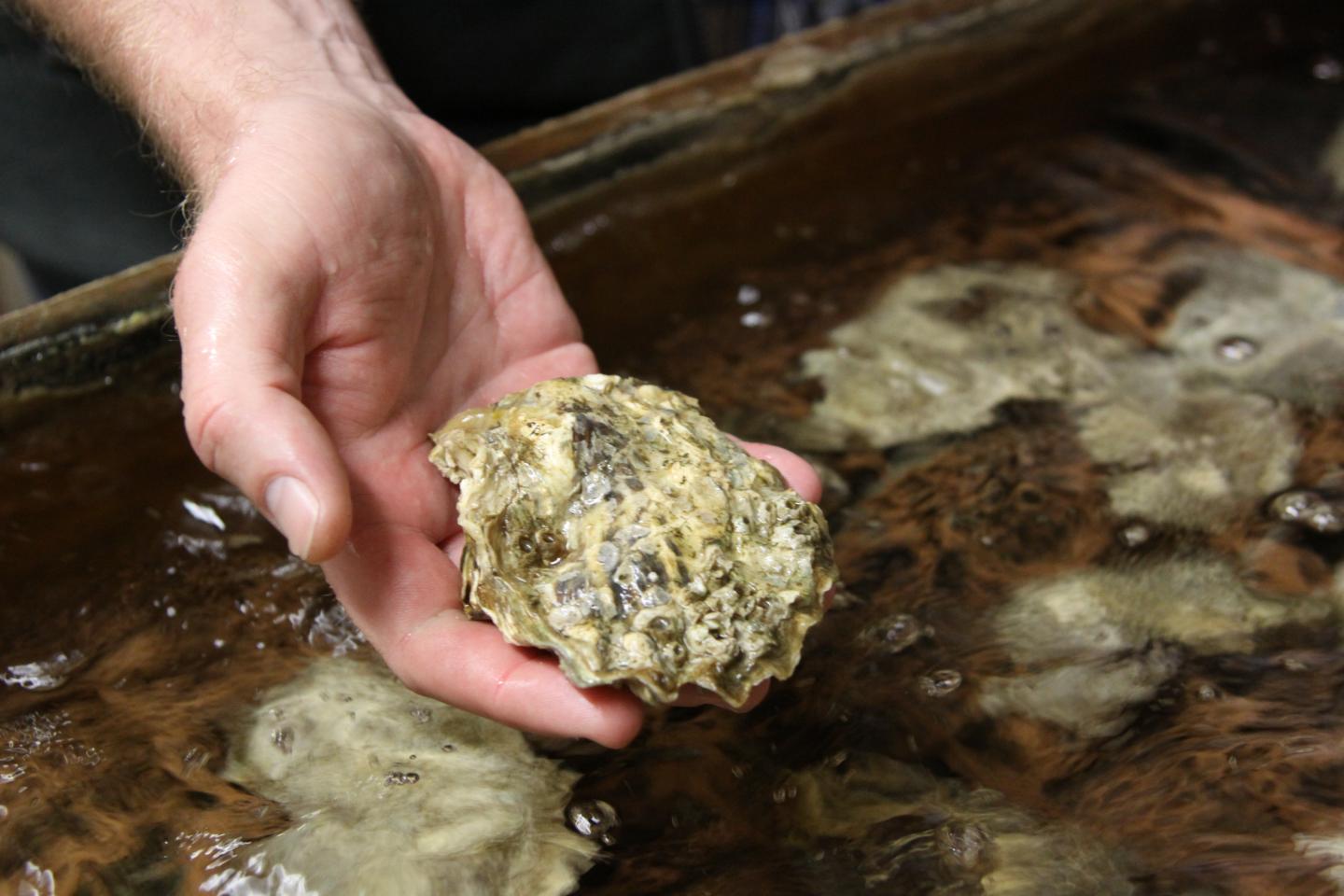Oyster Vulnerable to Acidifica [IMAGE] | EurekAlert! Science News Releases