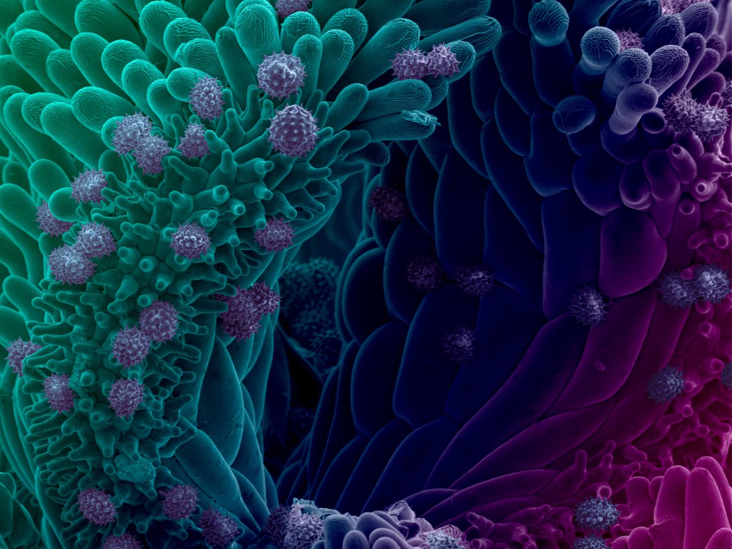 Scanning Electron Microscopy I [IMAGE] | EurekAlert! Science News Releases