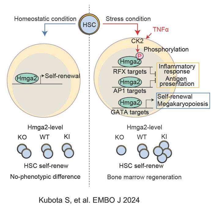 Synopsis [IMAGE] | EurekAlert! Science News Releases