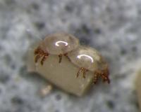 Favoring Family Boosts Bulb Mite Reproductive | EurekAlert!