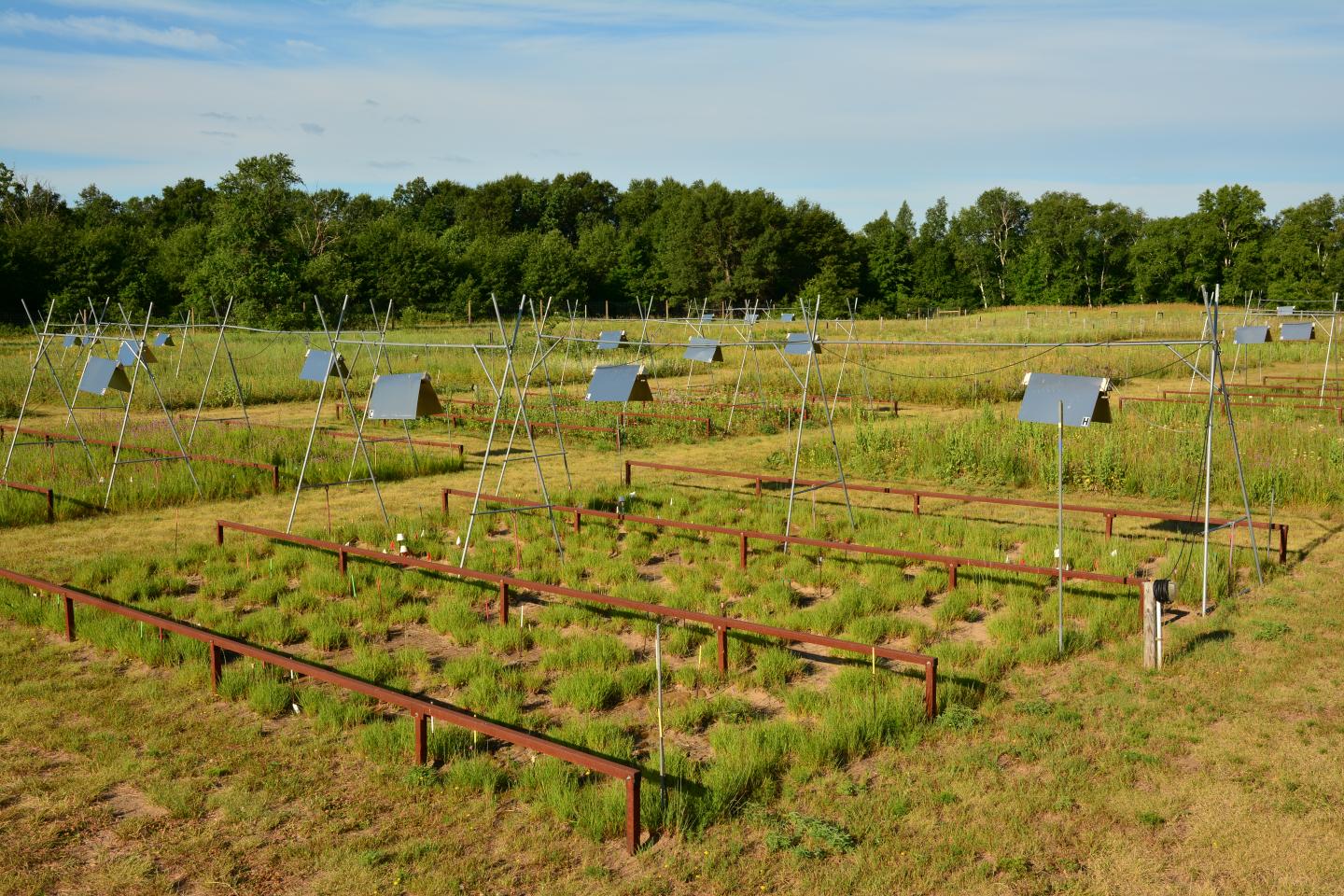 Experimental Meadow Plots with [IMAGE] | EurekAlert! Science News Releases