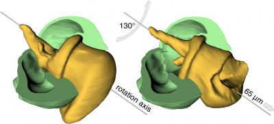 'Feat' of Human Engineering Fo [IMAGE] | EurekAlert! Science News Releases