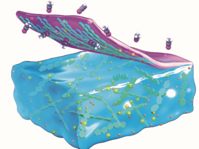 Gel film 2 [IMAGE] | EurekAlert! Science News Releases
