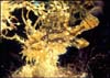 Sargassum Anglerfish | EurekAlert!