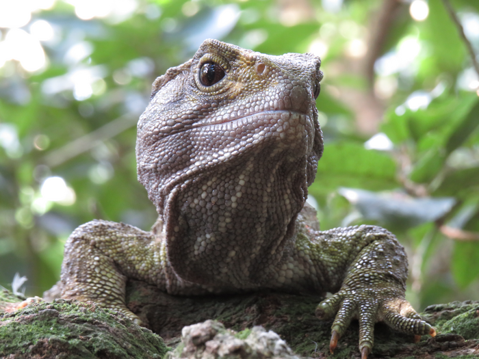 Tuatara [IMAGE] | EurekAlert! Science News Releases