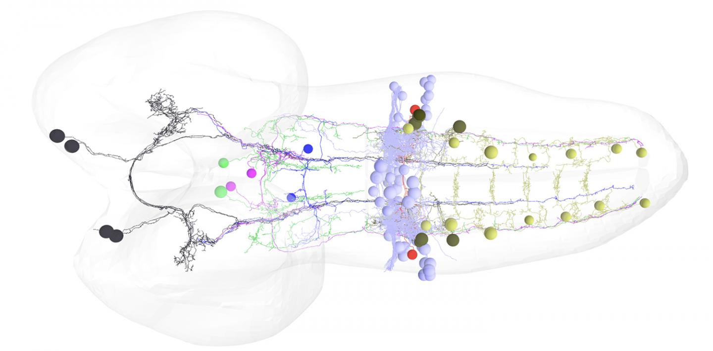 Drosophila Motor Neur [IMAGE] | EurekAlert! Science News Releases