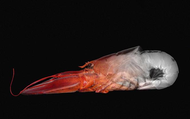 Lobster x-ray [IMAGE] | EurekAlert! Science News Releases