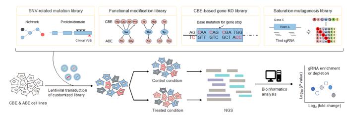 Workflow of a typical base edi [IMAGE] | EurekAlert! Science News Releases