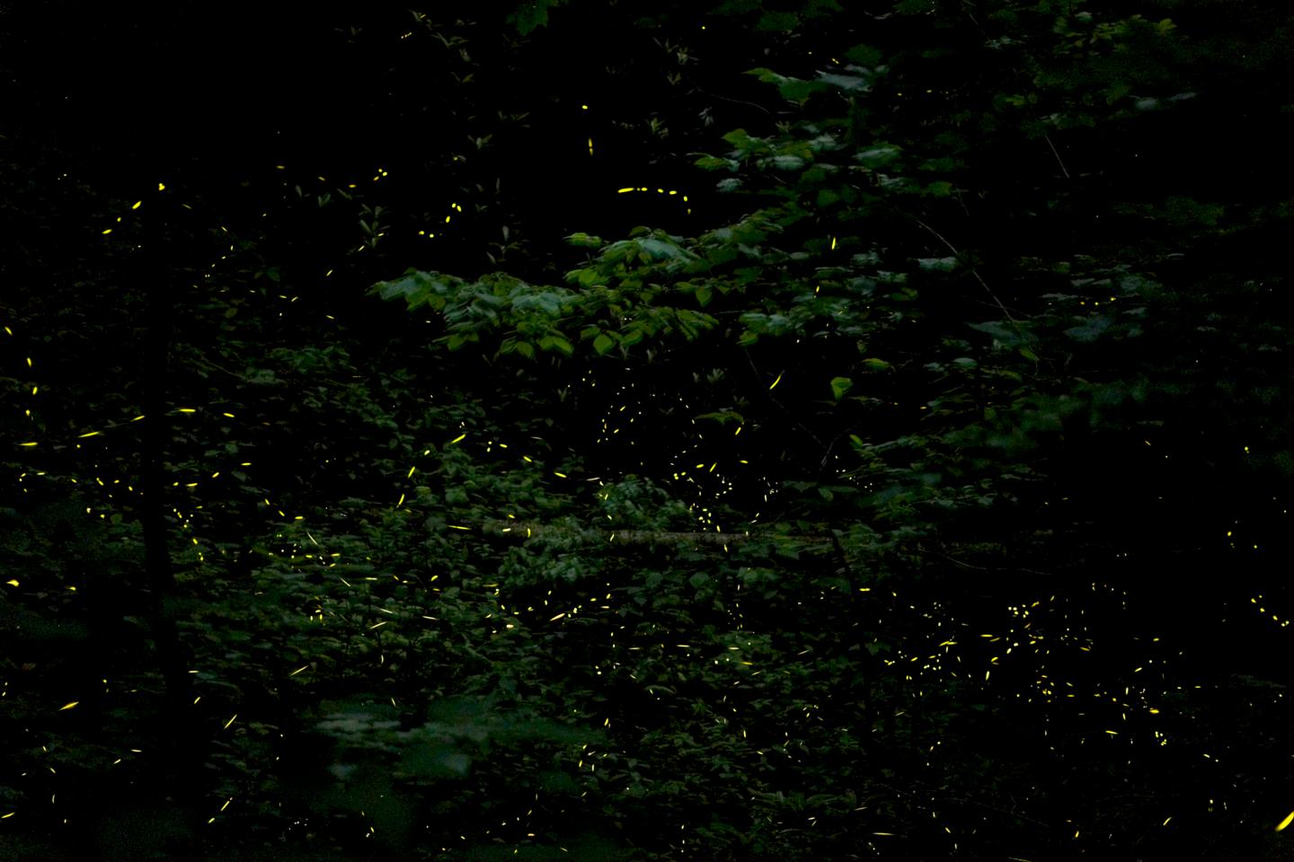 Synchronous Fireflies 2 [IMAGE] | EurekAlert! Science News Releases