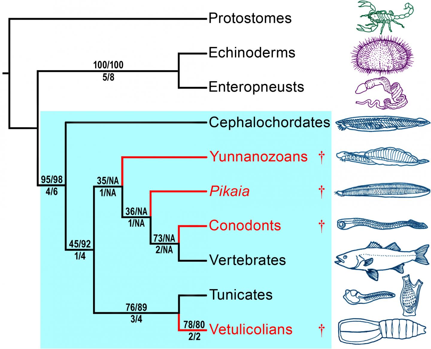 Evolutionary Tree [IMAGE] | EurekAlert! Science News Releases