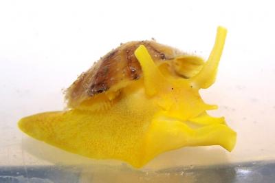 Tylodina fungina [IMAGE] | EurekAlert! Science News Releases