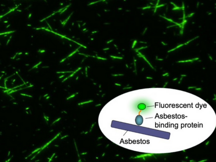 Fluorescently Labeled Asbestos [image] Eurekalert Science News Releases