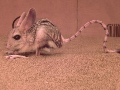 Bipedal Jerboas [IMAGE] | EurekAlert! Science News Releases