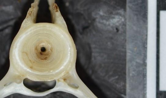 Fish Bone [IMAGE] | EurekAlert! Science News Releases