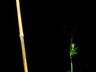 How Cucumber Tendrils Hoist Their Payload Sun | EurekAlert!