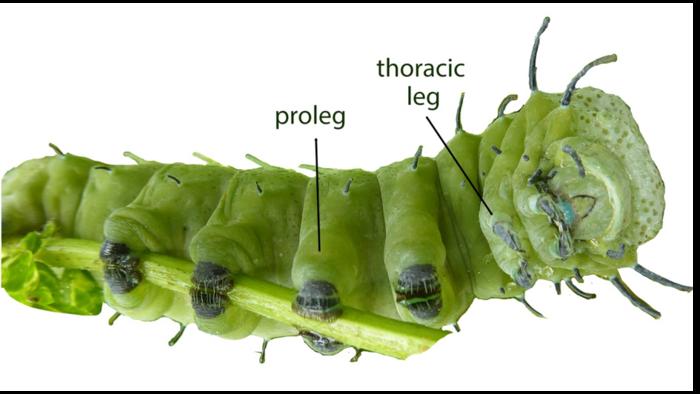 How do caterpillars acquire ch [IMAGE] | EurekAlert! Science News Releases