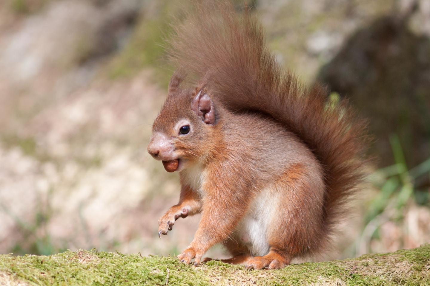 Human Leprosy Found in British Red Squirrels | EurekAlert!