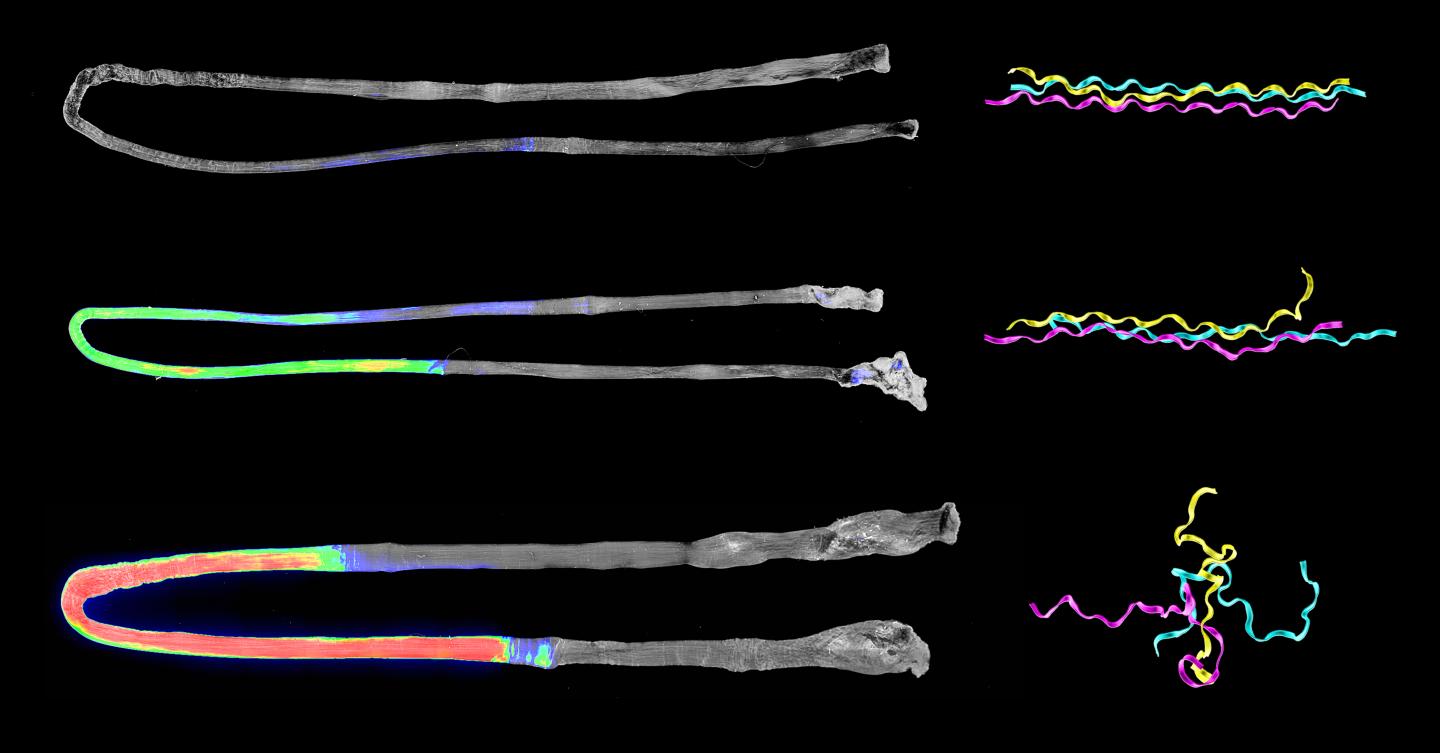 Collagen Strands [IMAGE] | EurekAlert! Science News Releases