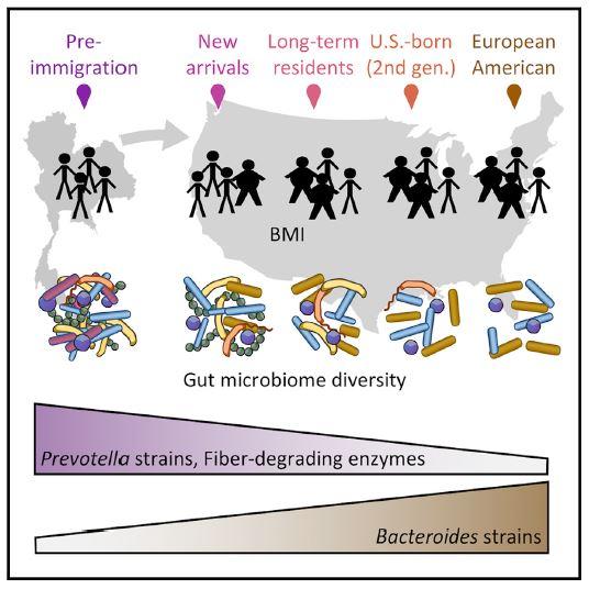 Microbiome and Immigration Gra [IMAGE] | EurekAlert! Science News Releases