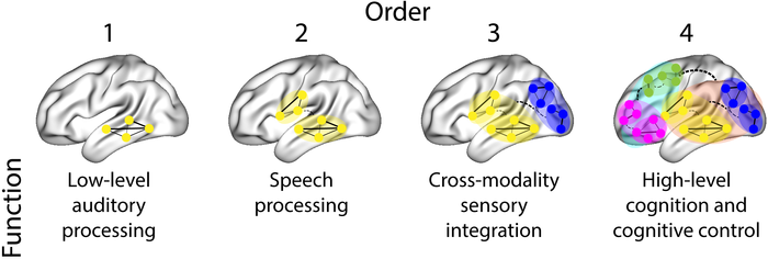 Brain network interactions org [IMAGE] | EurekAlert! Science News Releases