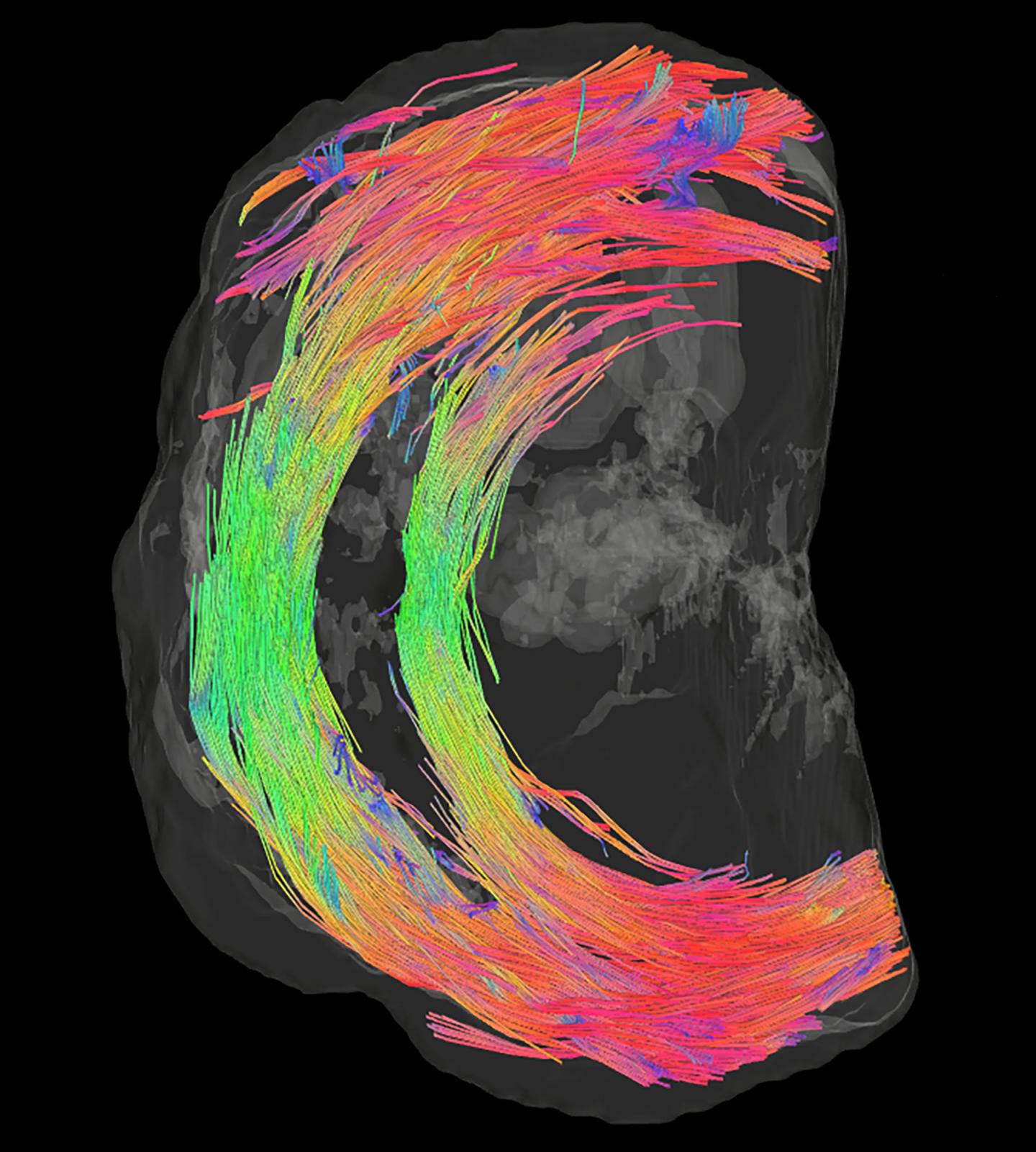High Resolution Image of the F [IMAGE] | EurekAlert! Science News Releases