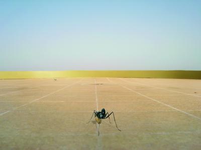 No place like home: Ant navigation skills use | EurekAlert!