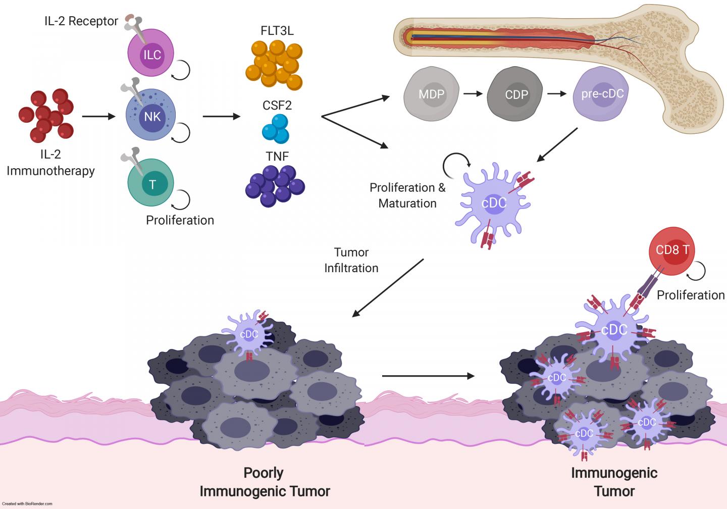 An Immunotherapy Fights Tumors [IMAGE] | EurekAlert! Science News Releases