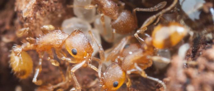Ants, acorns and climate change | EurekAlert!
