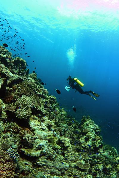 Lonely Coral Reefs Might Be OK (1 of 9) | EurekAlert!